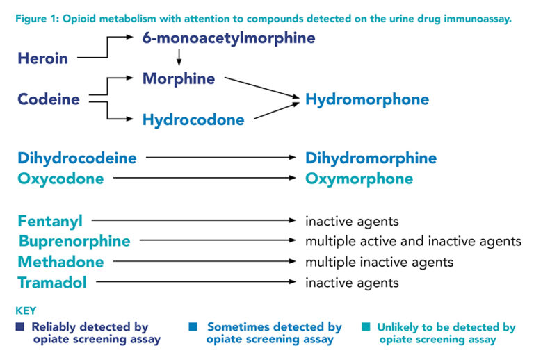 Interpretation of the Urine Drug Screen - The Hospitalist